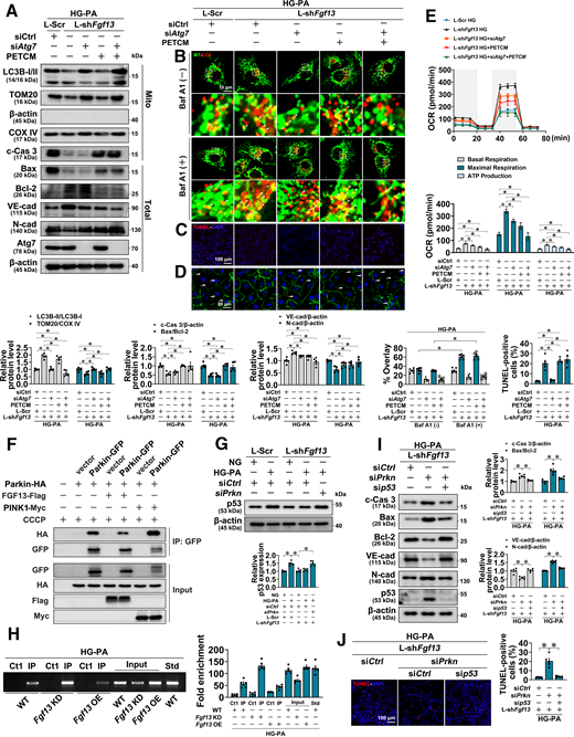 FGF13-Sensitive Alteration of Parkin Safeguards Mitochondrial ...