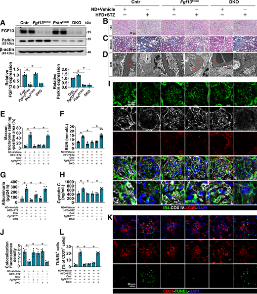 FGF13-Sensitive Alteration of Parkin Safeguards Mitochondrial ...