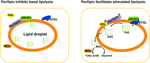 Perilipin 1 Antibodies in Patients With Acquired Generalized ...