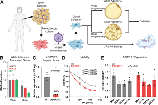 Elevated Adipocyte Membrane Phospholipid Saturation Does Not Compromise ...