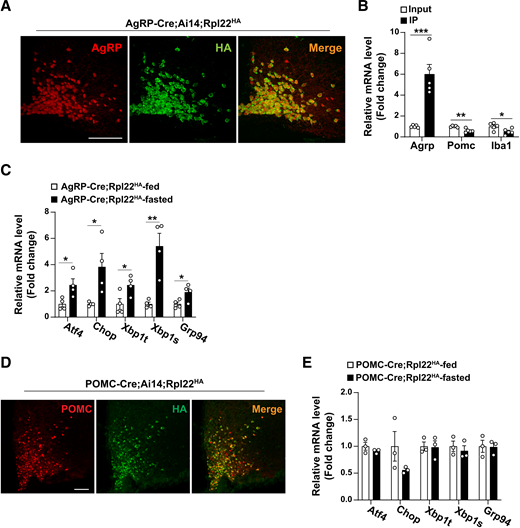 Bridging Energy Need and Feeding Behavior: The Impact of eIF2α ...