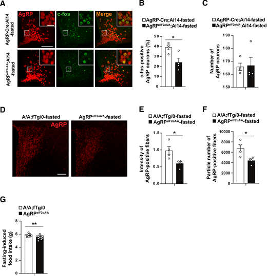 Bridging Energy Need and Feeding Behavior: The Impact of eIF2α ...
