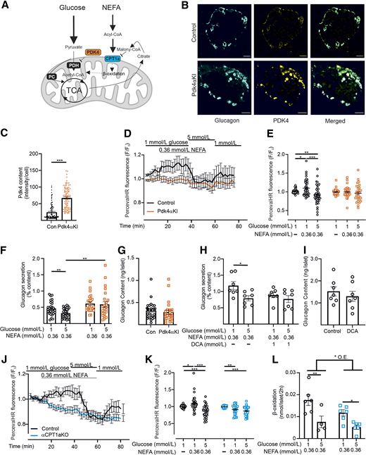 Glucose Controls Glucagon Secretion by Regulating Fatty Acid Oxidation ...