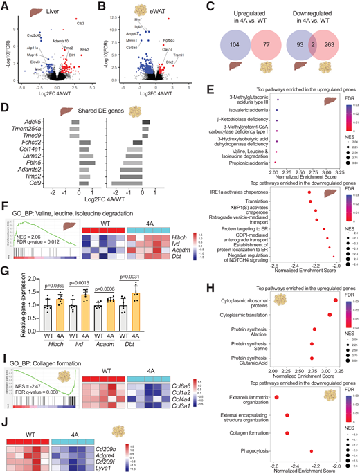 MAD2-Dependent Insulin Receptor Endocytosis Regulates Metabolic ...