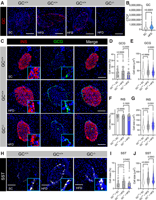 GC-Globulin/Vitamin D–Binding Protein Is Required for Pancreatic α-Cell ...