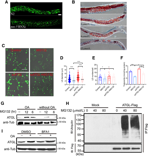 N-end Rule–Mediated Proteasomal Degradation of ATGL Promotes Lipid ...