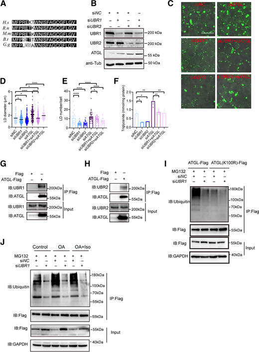 N-end Rule–Mediated Proteasomal Degradation of ATGL Promotes Lipid ...