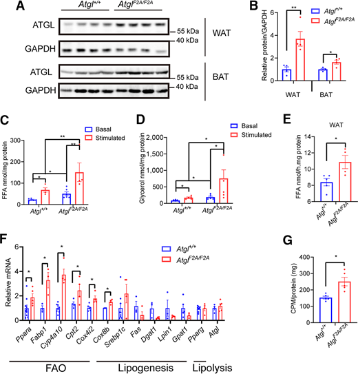 N-end Rule–Mediated Proteasomal Degradation of ATGL Promotes Lipid ...