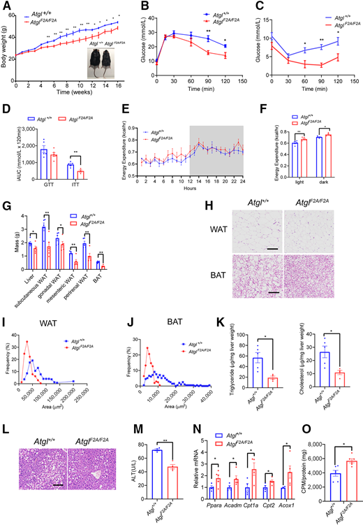 N-end Rule–Mediated Proteasomal Degradation of ATGL Promotes Lipid ...