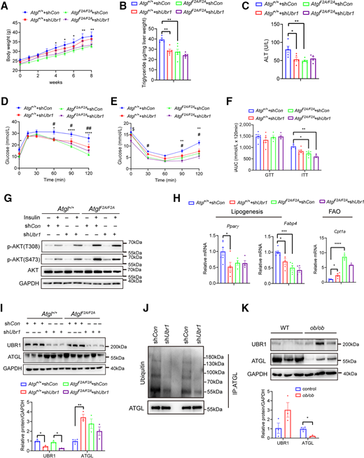N-end Rule–Mediated Proteasomal Degradation of ATGL Promotes Lipid ...