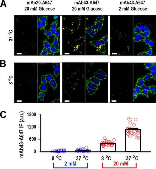 Cell-Surface Autoantibody Targets Zinc Transporter-8 (ZnT8) for In Vivo ...