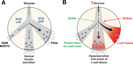 Glucokinase Inhibition: A Novel Treatment for Diabetes? | Diabetes ...
