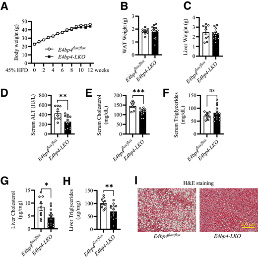 High-Fat Diet–Induced DeSUMOylation of E4BP4 Promotes Lipid Droplet ...