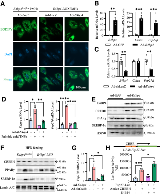 High-Fat Diet–Induced DeSUMOylation of E4BP4 Promotes Lipid Droplet ...