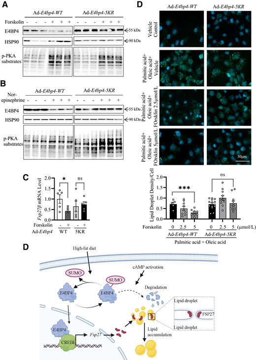 High-Fat Diet–Induced DeSUMOylation of E4BP4 Promotes Lipid Droplet ...