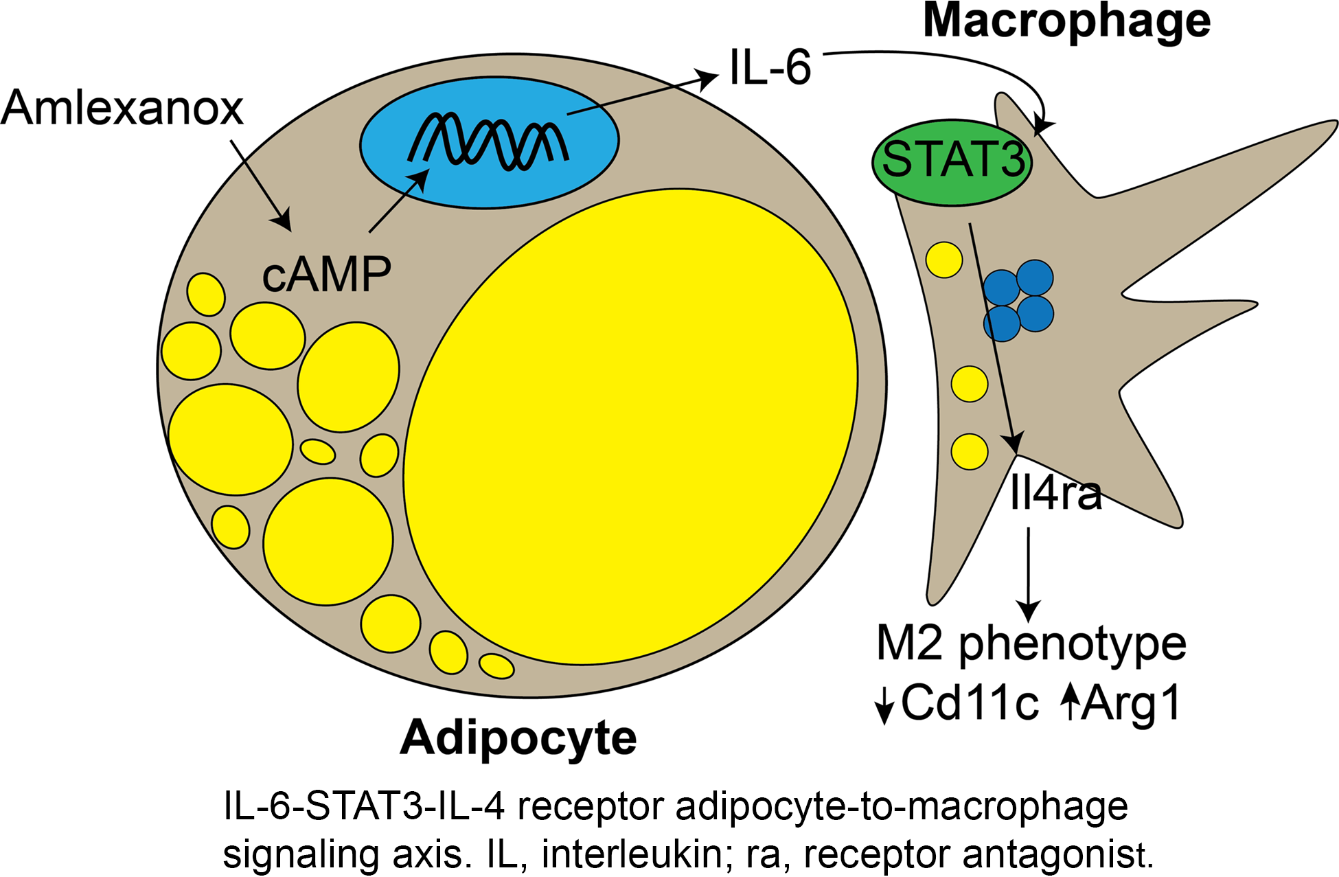 Adipocyte-Secreted IL-6 Sensitizes Macrophages to IL-4 Signaling ...