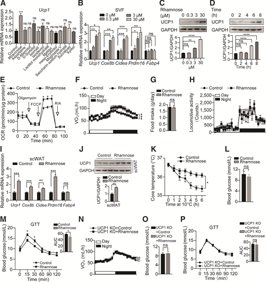 Rhamnose Displays an Anti-Obesity Effect Through Stimulation of Adipose ...