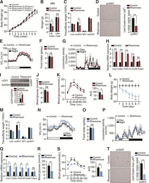 Rhamnose Displays an Anti-Obesity Effect Through Stimulation of Adipose ...