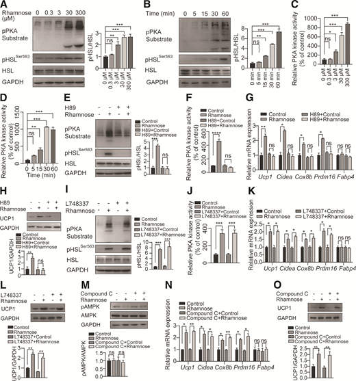 Rhamnose Displays an Anti-Obesity Effect Through Stimulation of Adipose ...