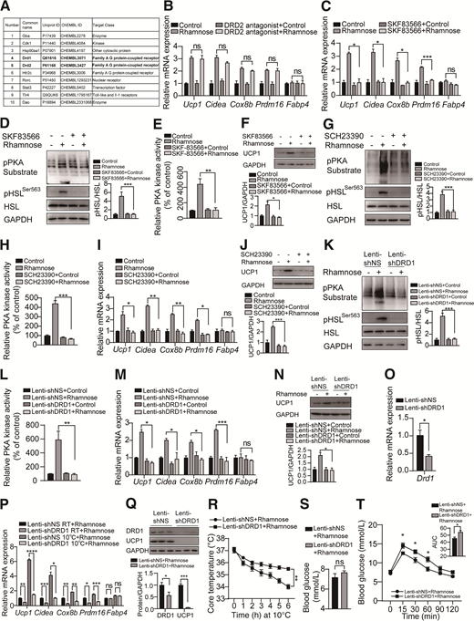 Rhamnose Displays an Anti-Obesity Effect Through Stimulation of Adipose ...