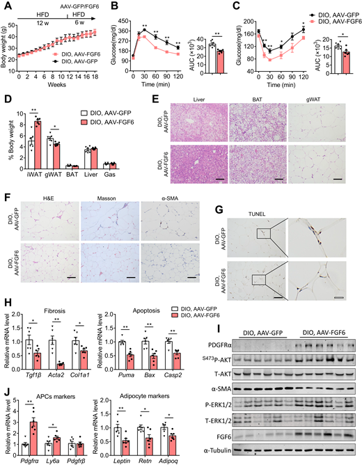 Fibroblast Growth Factor 6 Promotes Adipocyte Progenitor Cell ...