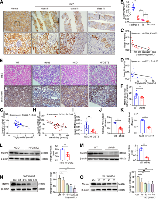 Metrnl Alleviates Lipid Accumulation by Modulating Mitochondrial ...