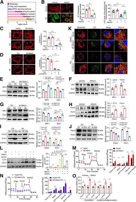 Metrnl Alleviates Lipid Accumulation by Modulating Mitochondrial ...