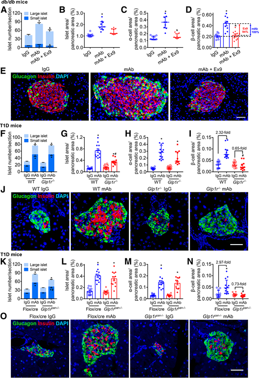 Glucagon Acting at the GLP-1 Receptor Contributes to β-Cell ...