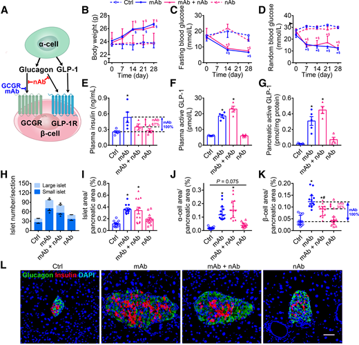 Glucagon Acting at the GLP-1 Receptor Contributes to β-Cell ...