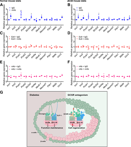 Glucagon Acting at the GLP-1 Receptor Contributes to β-Cell ...