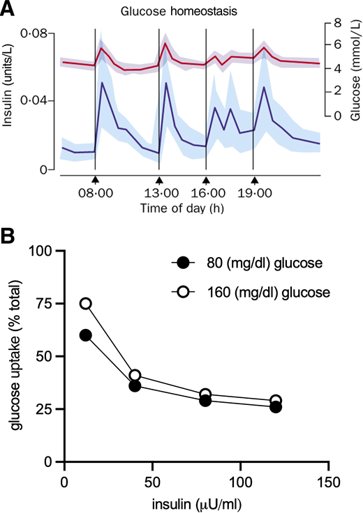 Distinct Roles for Brain and Pancreas in Basal and Postprandial Glucose ...