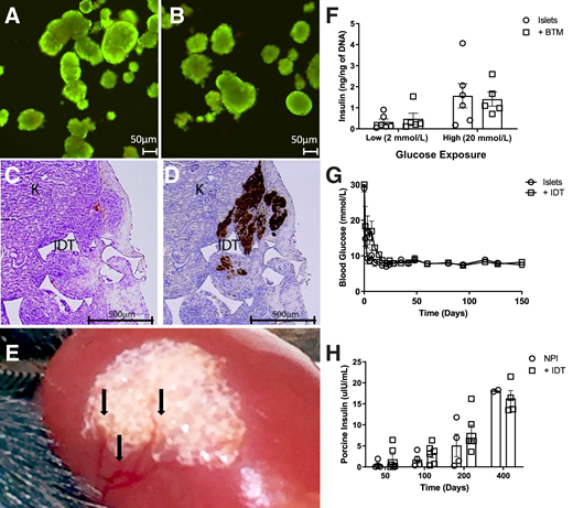 Intracutaneous Transplantation of Islets Within a Biodegradable ...