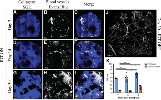 Intracutaneous Transplantation of Islets Within a Biodegradable ...