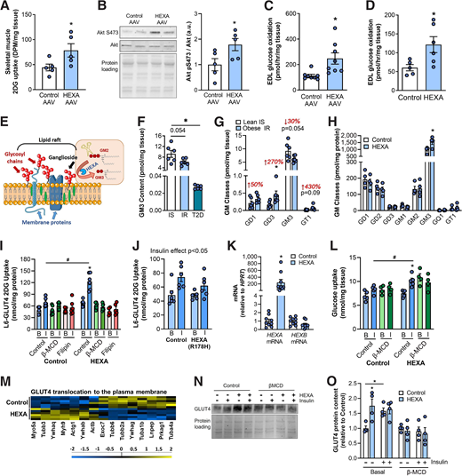 Liver-Secreted Hexosaminidase A Regulates Insulin-Like Growth Factor ...