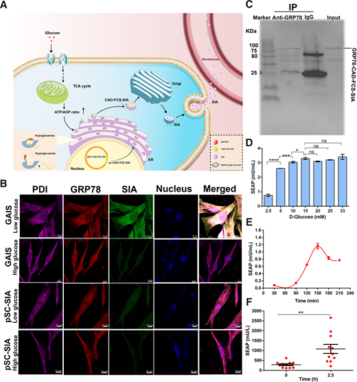Glucose-Activated Switch Regulating Insulin Analog Secretion Enables ...