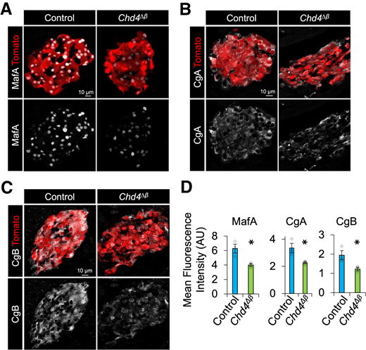 The Chd4 Helicase Regulates Chromatin Accessibility and Gene Expression ...