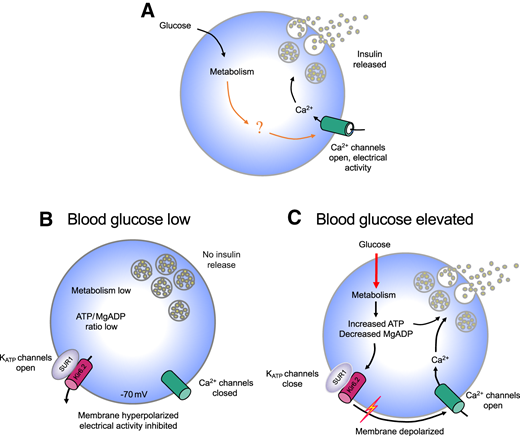 KATP Channels and the Metabolic Regulation of Insulin Secretion in ...