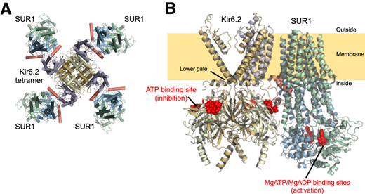 KATP Channels and the Metabolic Regulation of Insulin Secretion in ...