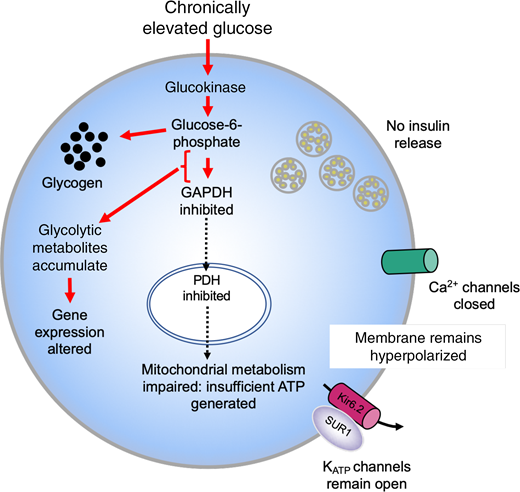 KATP Channels and the Metabolic Regulation of Insulin Secretion in ...
