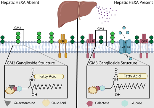 Placing a Hex on Glucose Uptake | Diabetes | American Diabetes Association