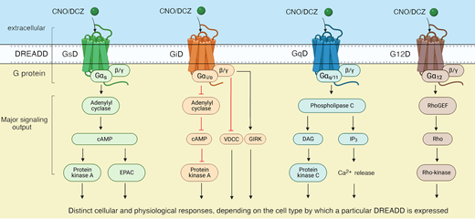 Adipocyte G Protein–Coupled Receptors as Potential Targets for Novel ...