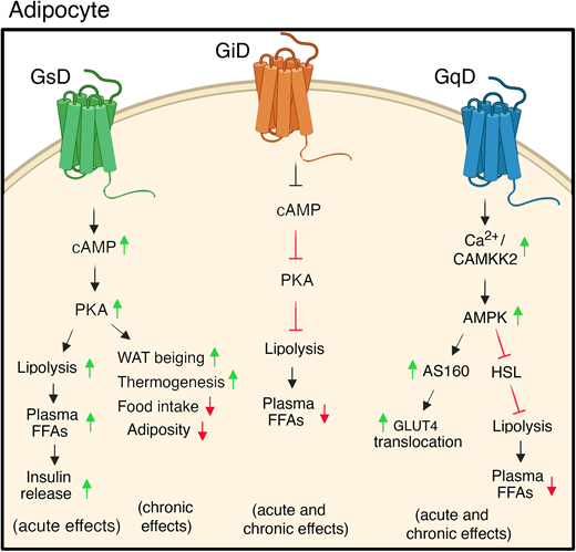 Adipocyte G Protein–Coupled Receptors as Potential Targets for Novel ...