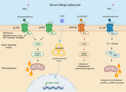 Adipocyte G Protein–Coupled Receptors as Potential Targets for Novel ...