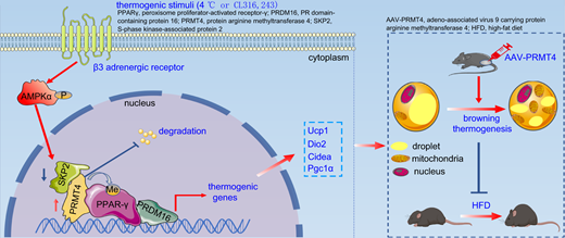 PRMT4 Facilitates White Adipose Tissue Browning and Thermogenesis by ...