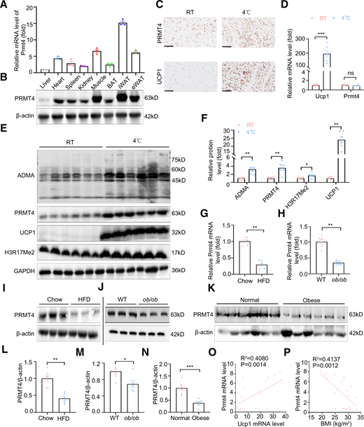 PRMT4 Facilitates White Adipose Tissue Browning and Thermogenesis by ...