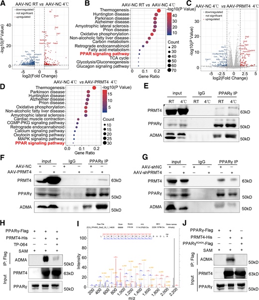 PRMT4 Facilitates White Adipose Tissue Browning and Thermogenesis by ...