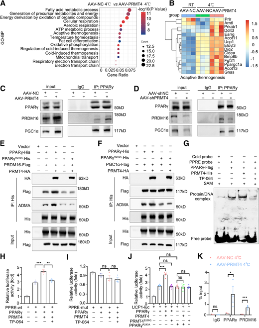 PRMT4 Facilitates White Adipose Tissue Browning and Thermogenesis by ...