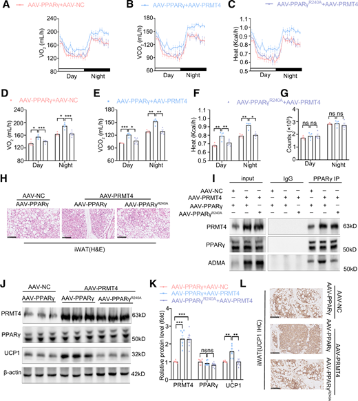 PRMT4 Facilitates White Adipose Tissue Browning and Thermogenesis by ...