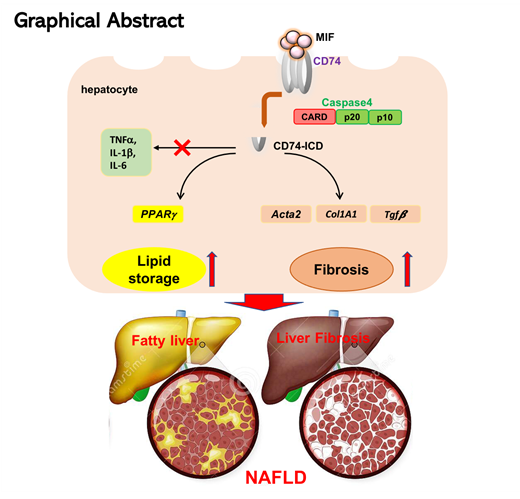 1598-P: MIF-upregulated CD74 in Liver Contributes to the Development of ...