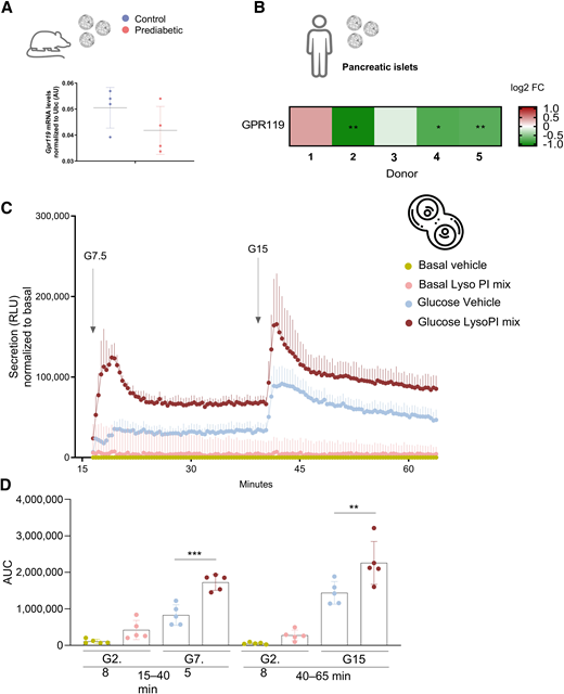 Lysophosphatidylinositols Are Upregulated After Human β-Cell Loss and ...